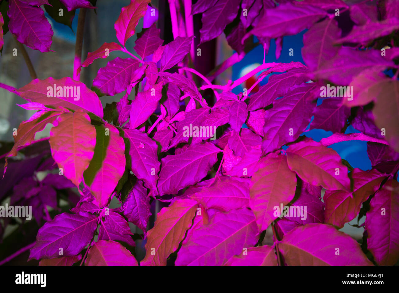 Leaves illuminated by magenta color led light Stock Photo - Alamy
