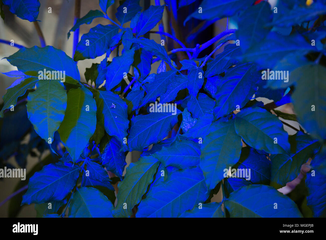 Leaves illuminated by blue color led light Stock Photo - Alamy