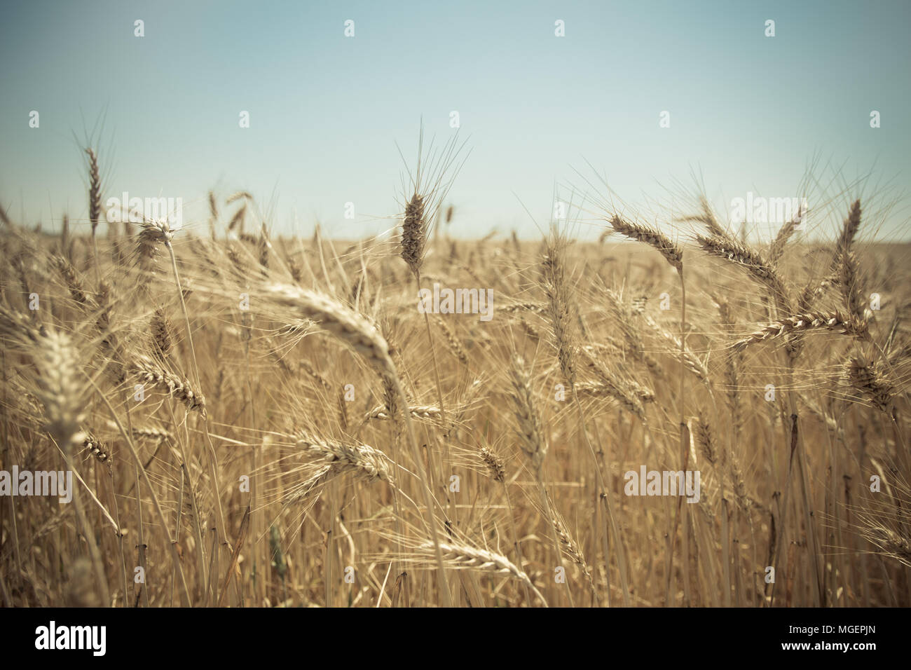 Close up of a golden wheat field. Blurred background Stock Photo - Alamy