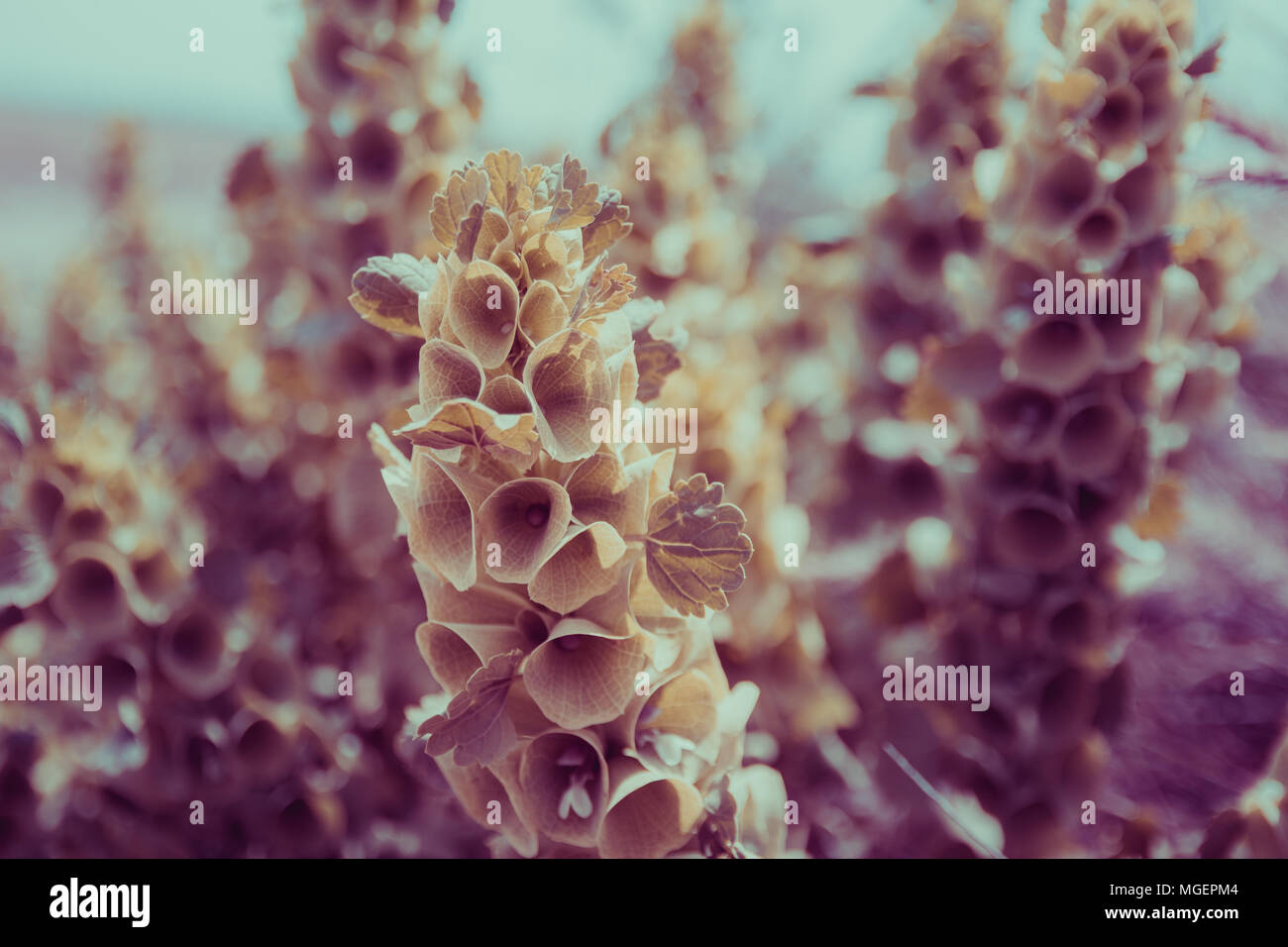 Close up of a strange purple plant. It seems like being on another ...