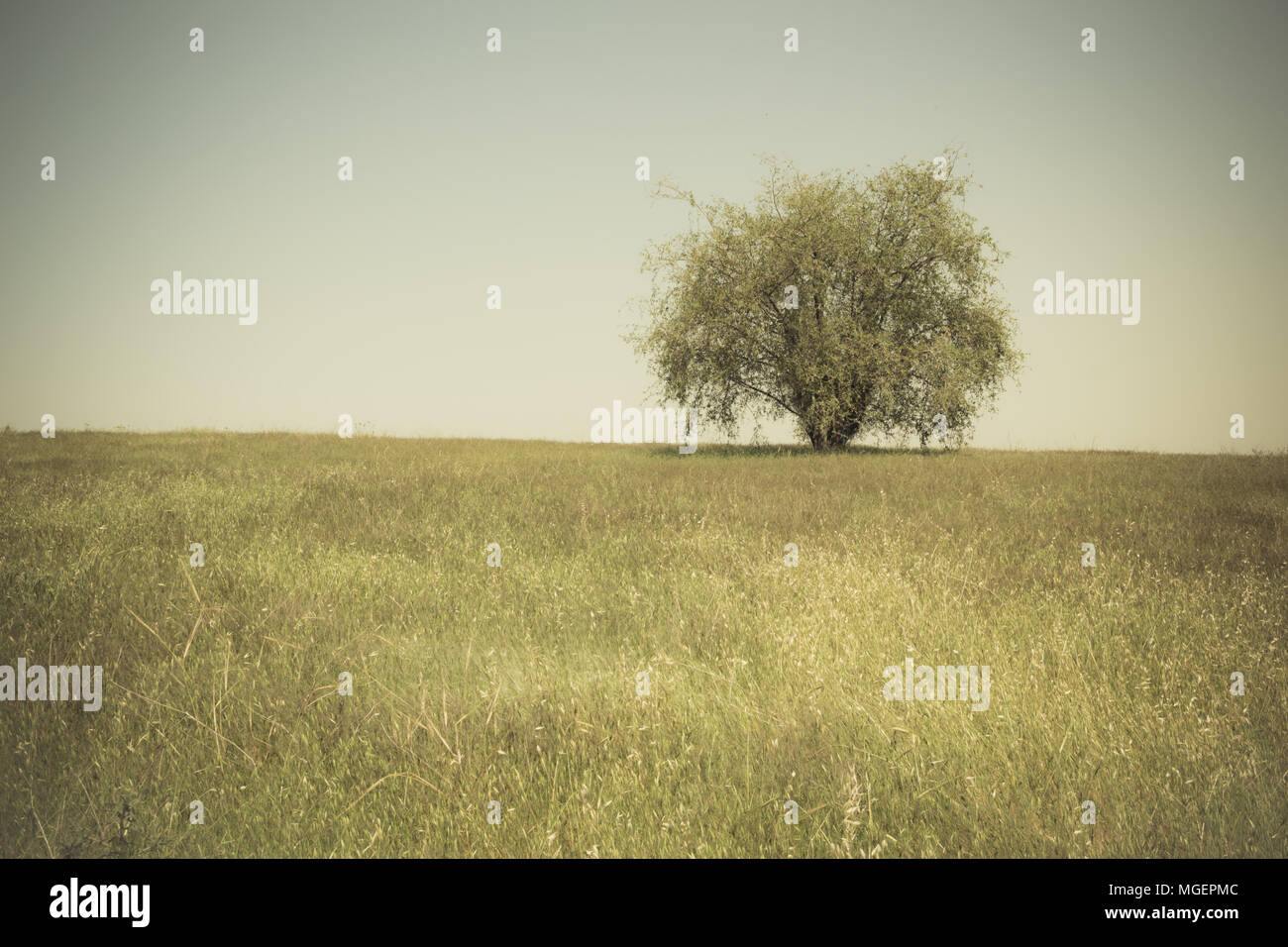Single tree in an open grassy field meadow Stock Photo - Alamy