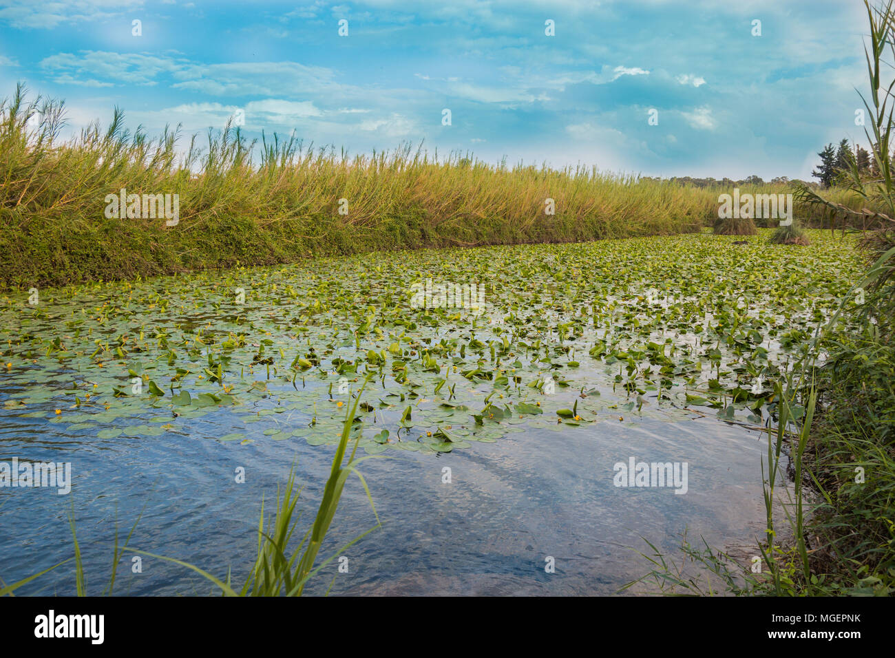 Water Lily Pool of Yarkon National Park - pond full of yellow water ...