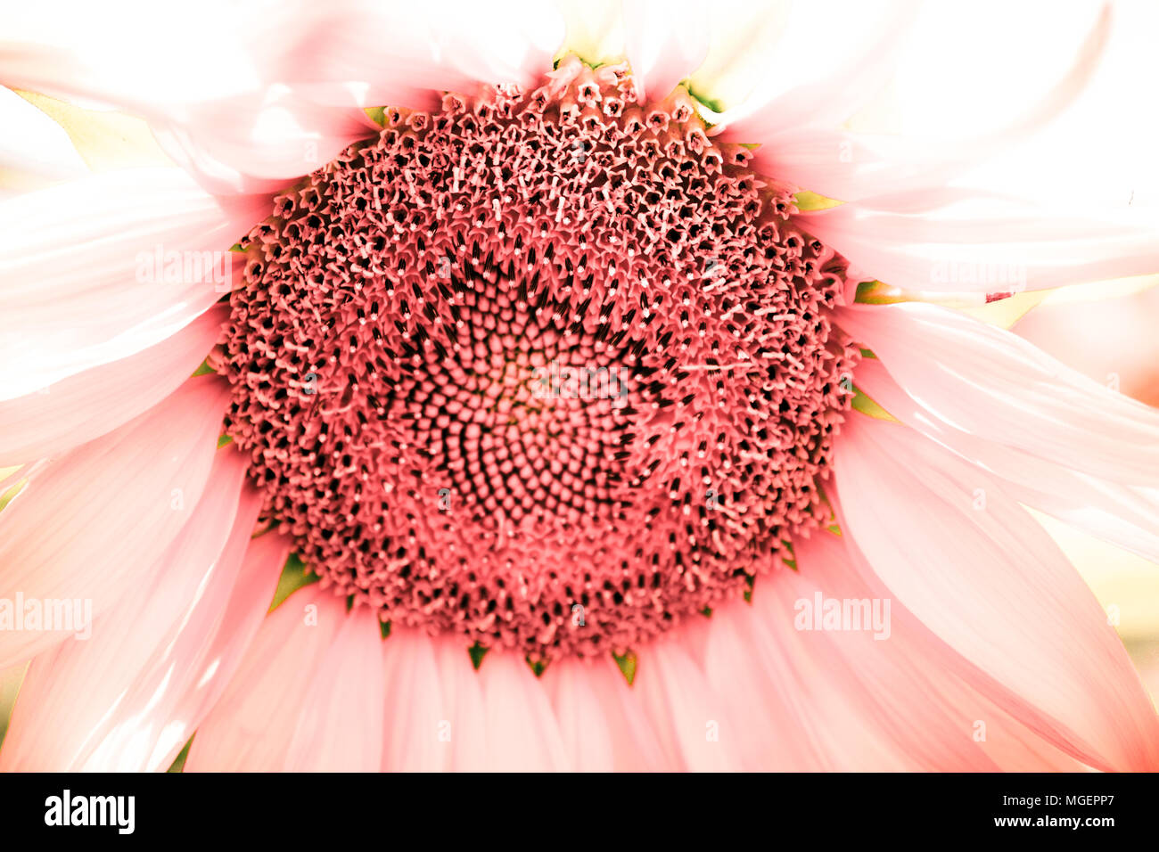 Sunflower infrared hi-res stock photography and images - Alamy