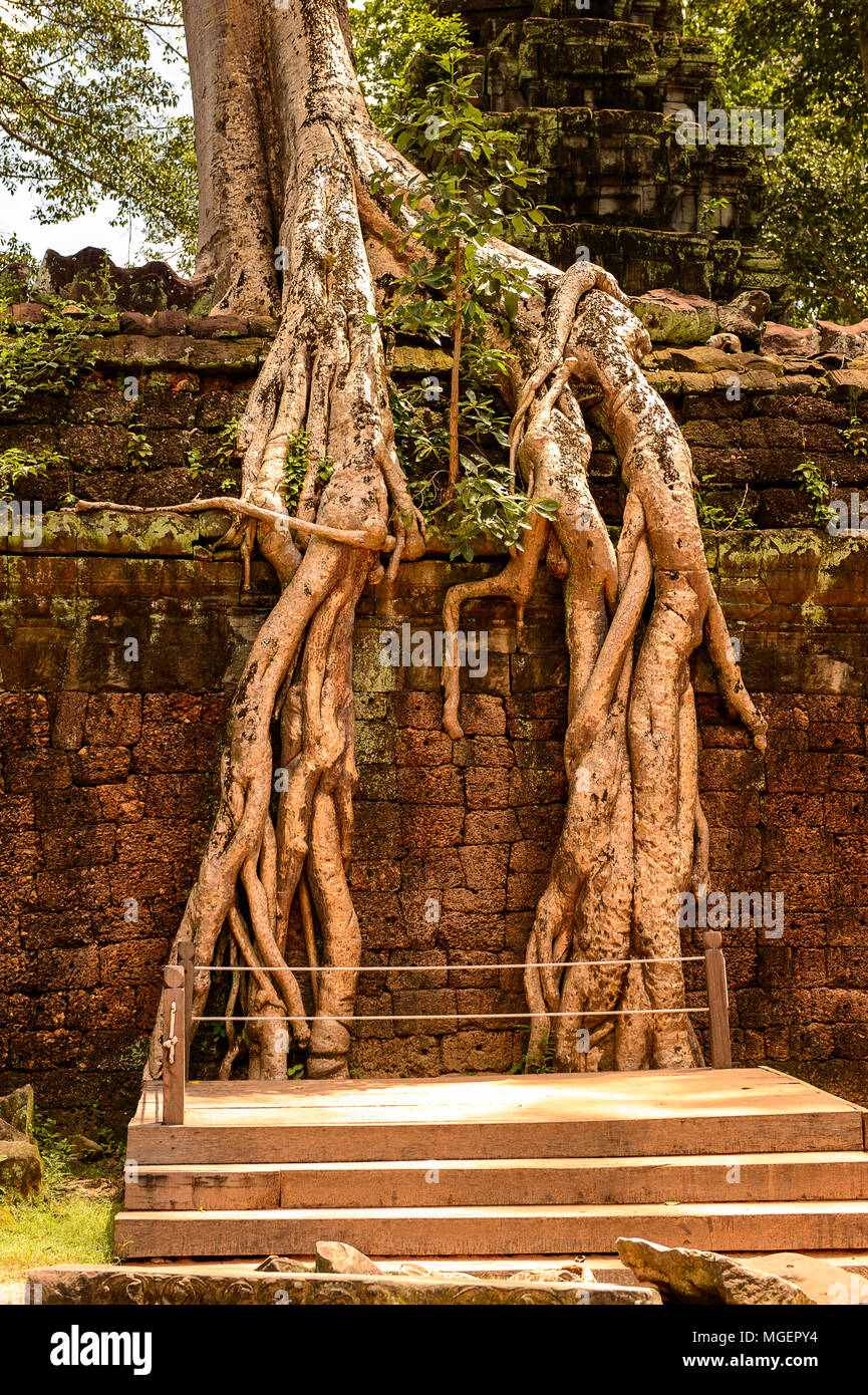 Tree roots over the Ta Prohm (Rajavihara), a temple at Angkor, Province ...