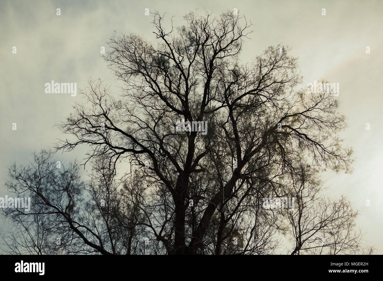 Silhouette of bare tree Stock Photo - Alamy