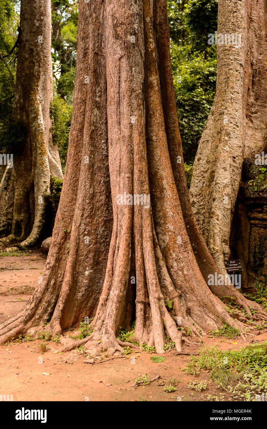 Tree roots over the Ta Prohm (Rajavihara), a temple at Angkor, Province ...