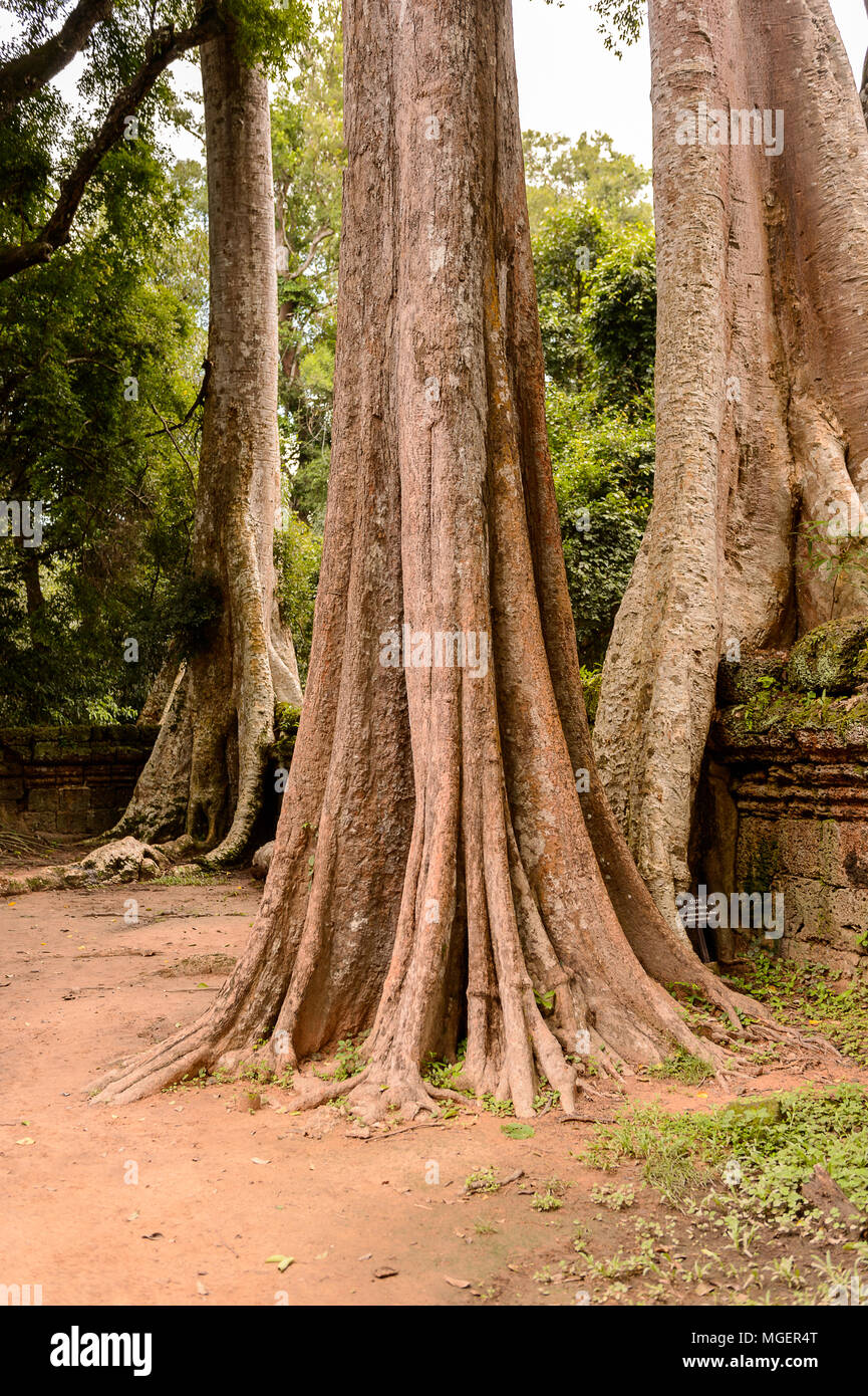 Tree roots over the Ta Prohm (Rajavihara), a temple at Angkor, Province ...
