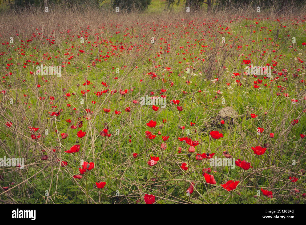 Field of red anemones Stock Photo - Alamy