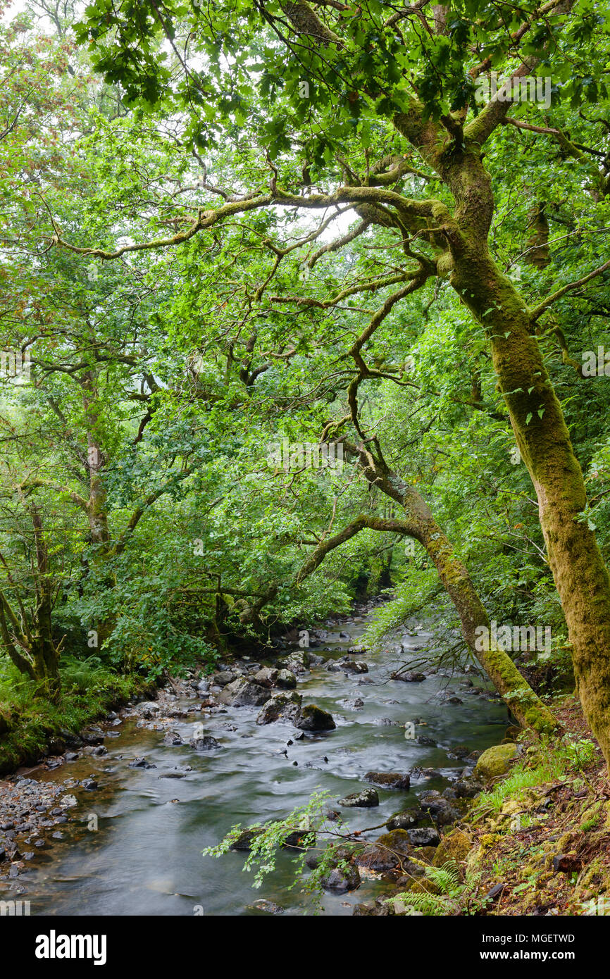 Overgrown Forest Stock Photos & Overgrown Forest Stock Images - Alamy