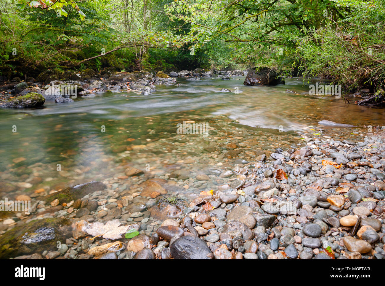 Woodland scene with overgrown forest stream at Loch Lomond and The ...