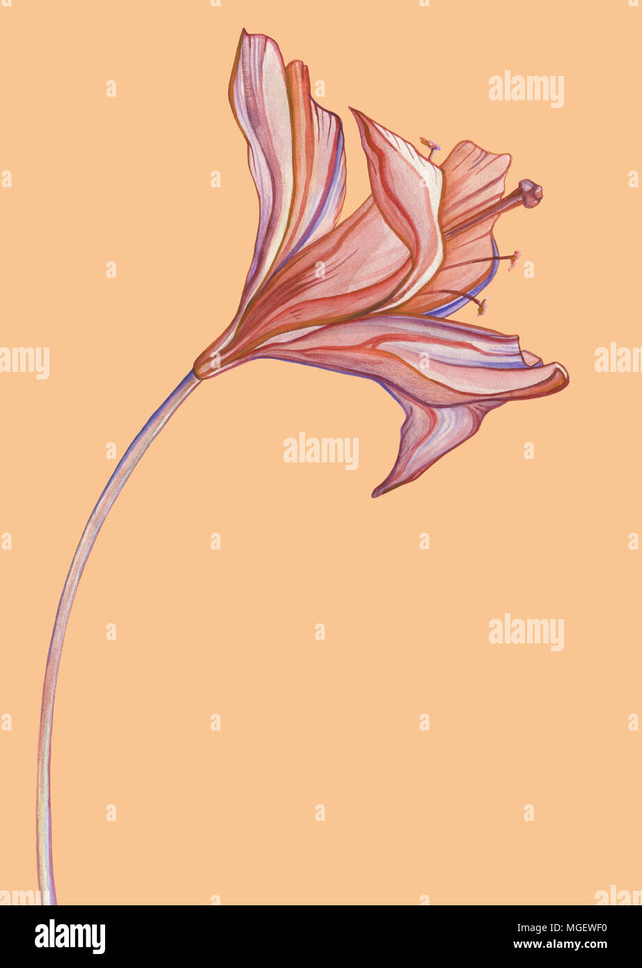 Abstract Flowers. Hand painted Watercolor botanical illustration Stock ...