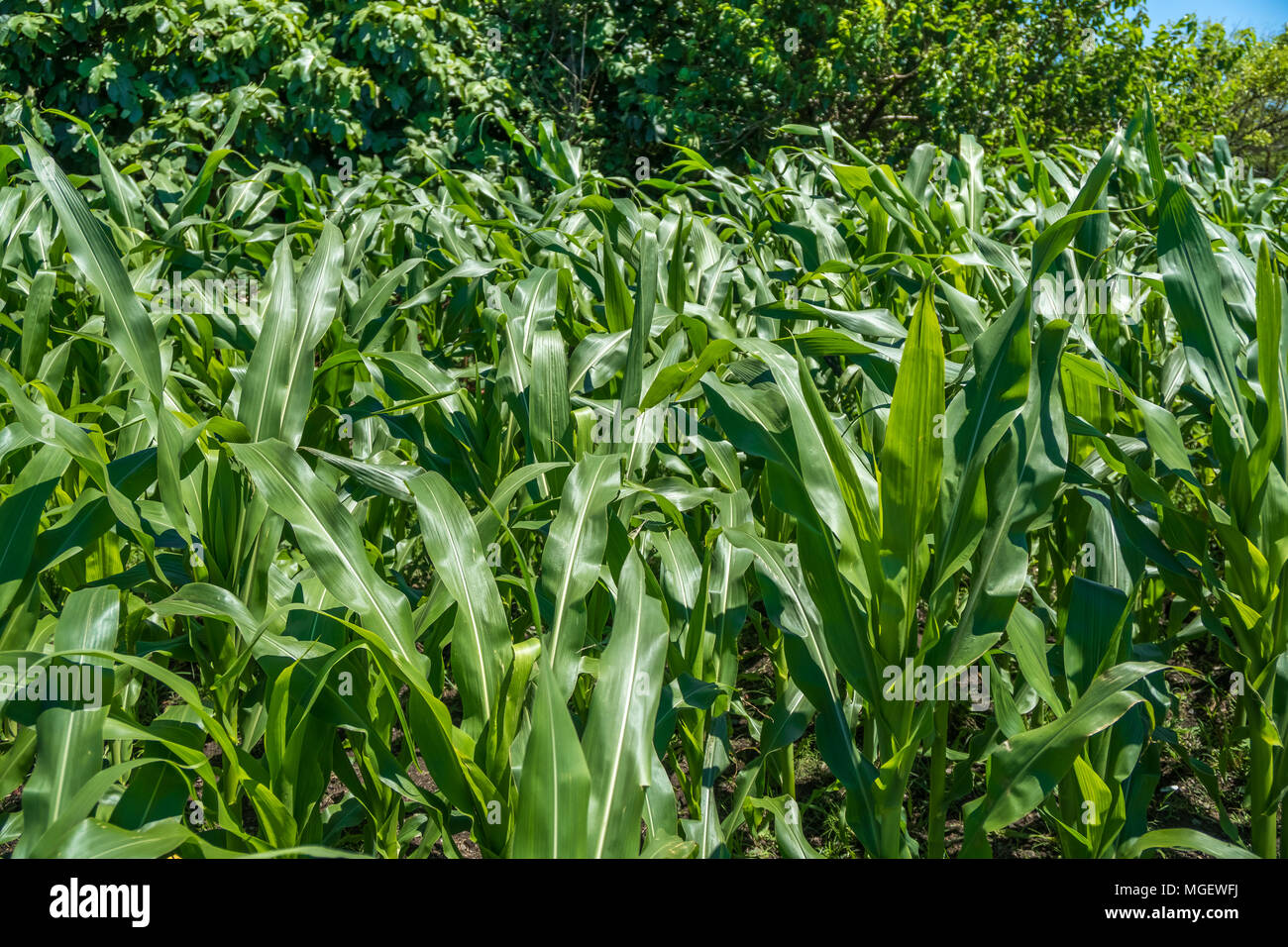 Maize Agriculture