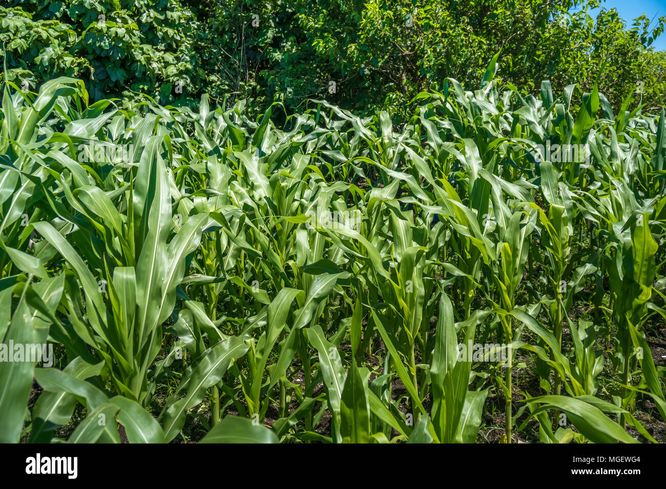 Small corn field agriculture. Green nature. Rural farm land in summer ...