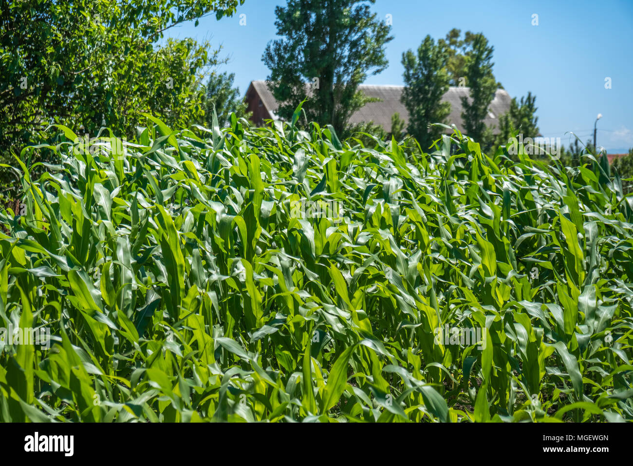 Small corn field agriculture. Green nature. Rural farm land in summer ...