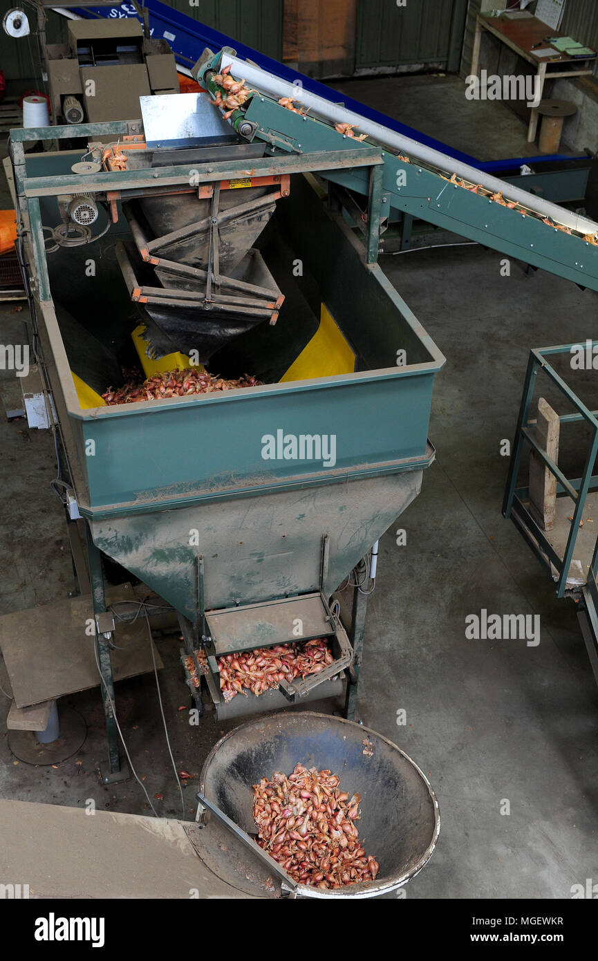 Shallots processing facilities at Charles Ascoet, one of the shallot ...
