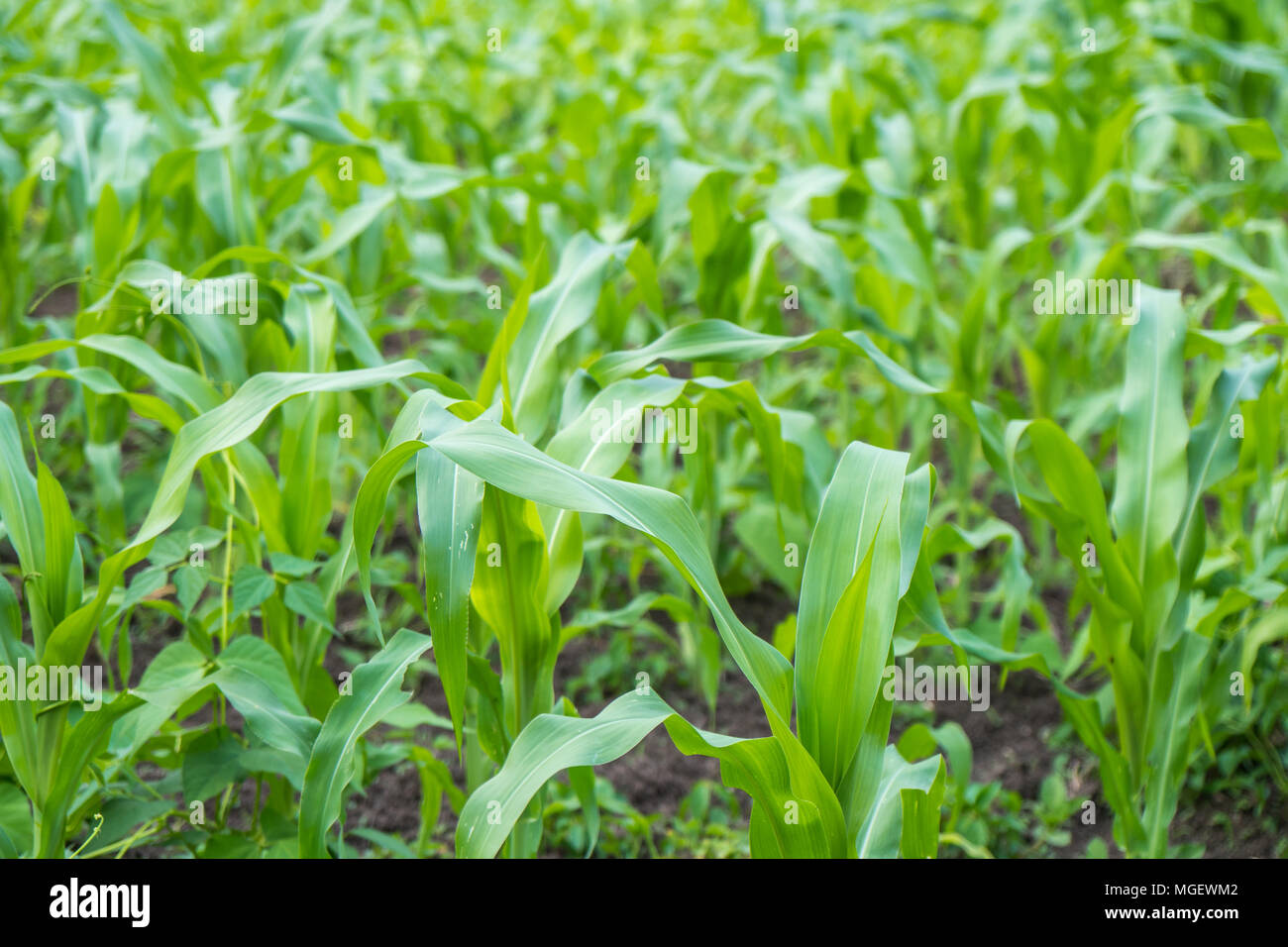 Small corn field agriculture hi-res stock photography and images - Alamy