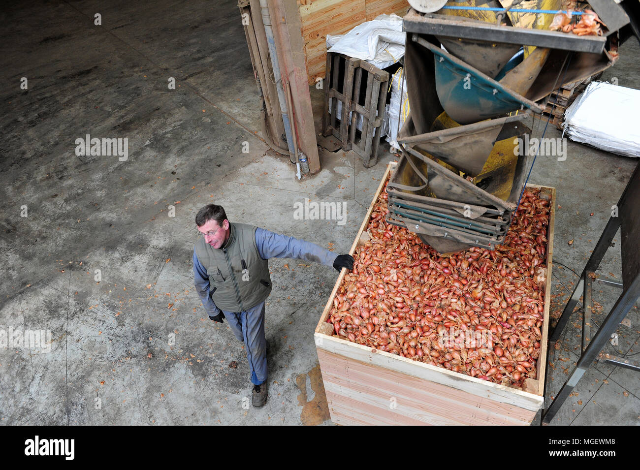 Shallots processing facilities at Charles Ascoet, one of the shallot ...