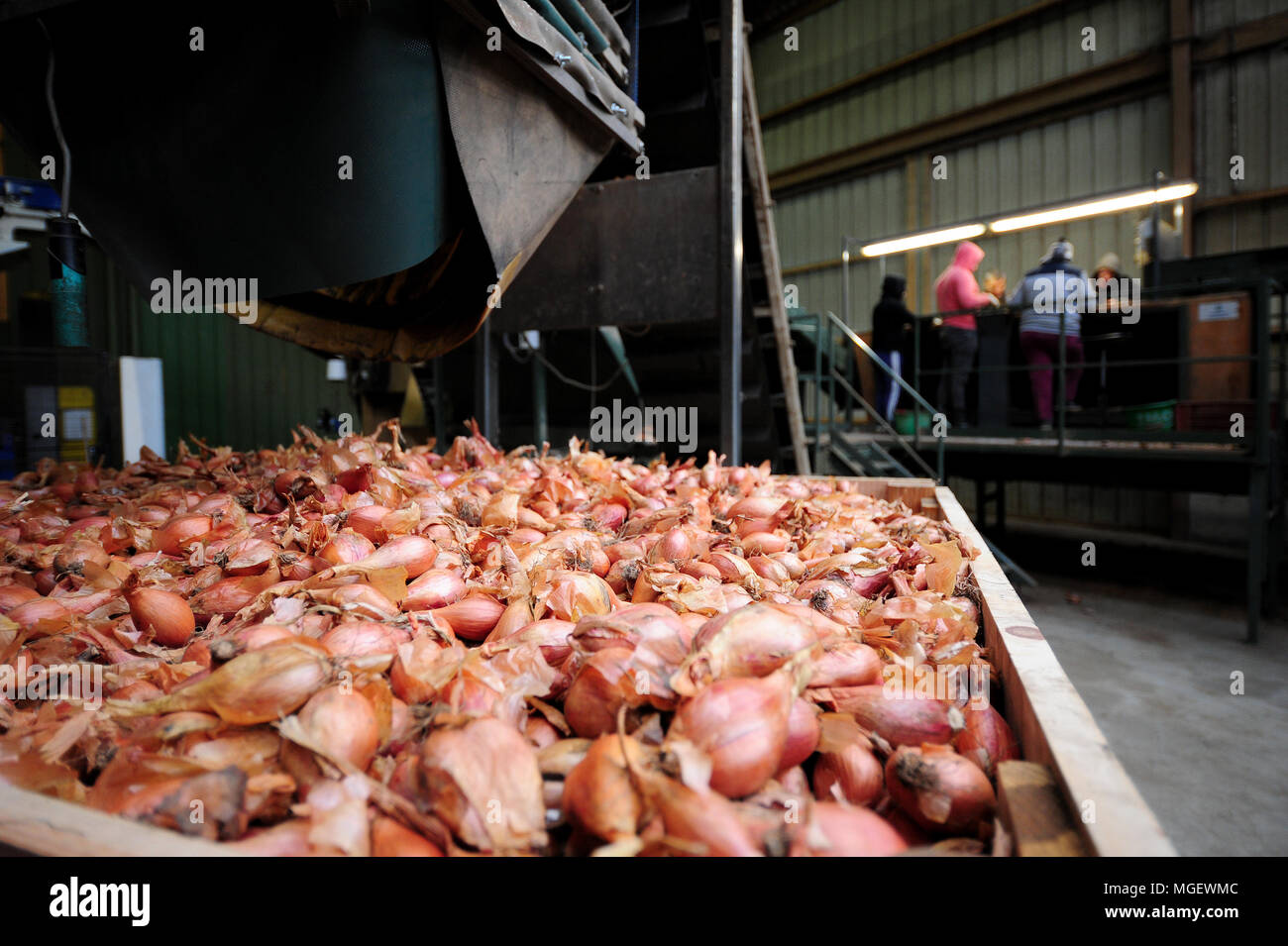 Organic shallots sorted and ready for sale at the processing facilities ...