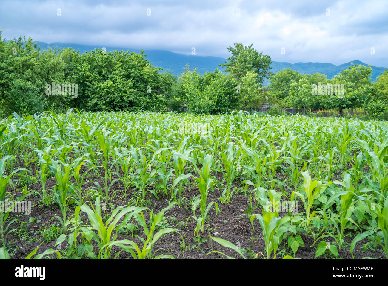 Small corn field agriculture. Green nature. Rural farm land in summer ...