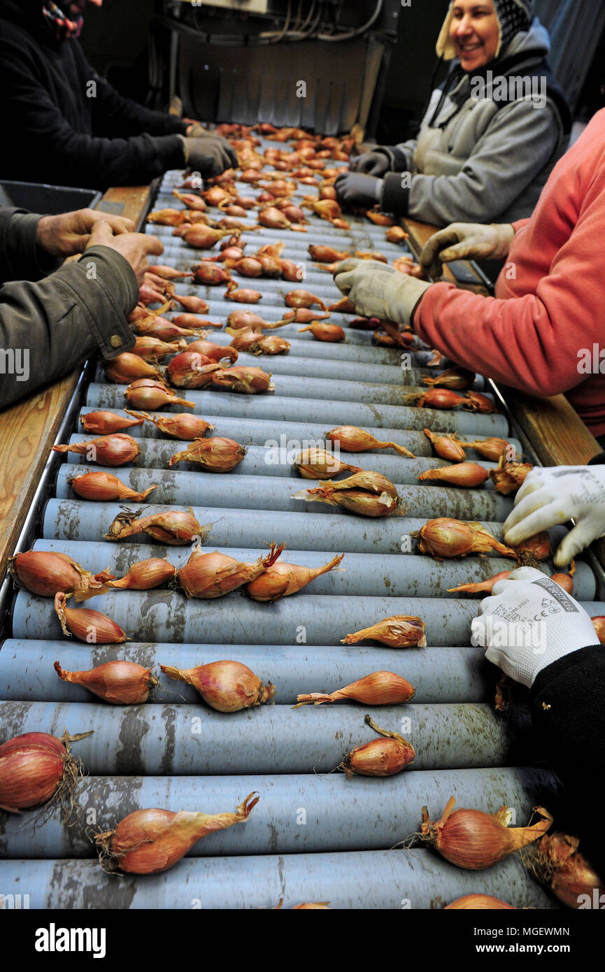 Workers sort and prepare organic shallots for sale at the processing ...