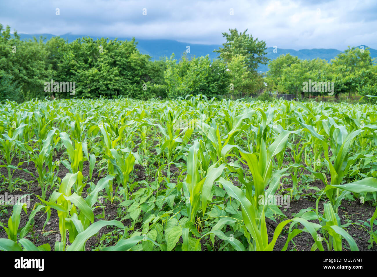 Small corn field agriculture. Green nature. Rural farm land in summer ...