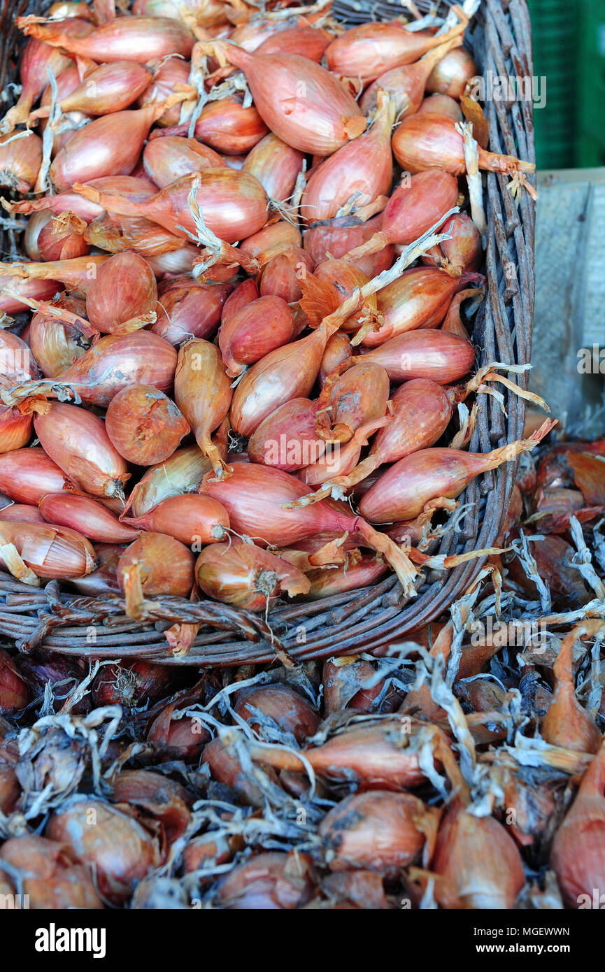 French shallots for sale at La Ferme des Beaux Bois, a local producer ...
