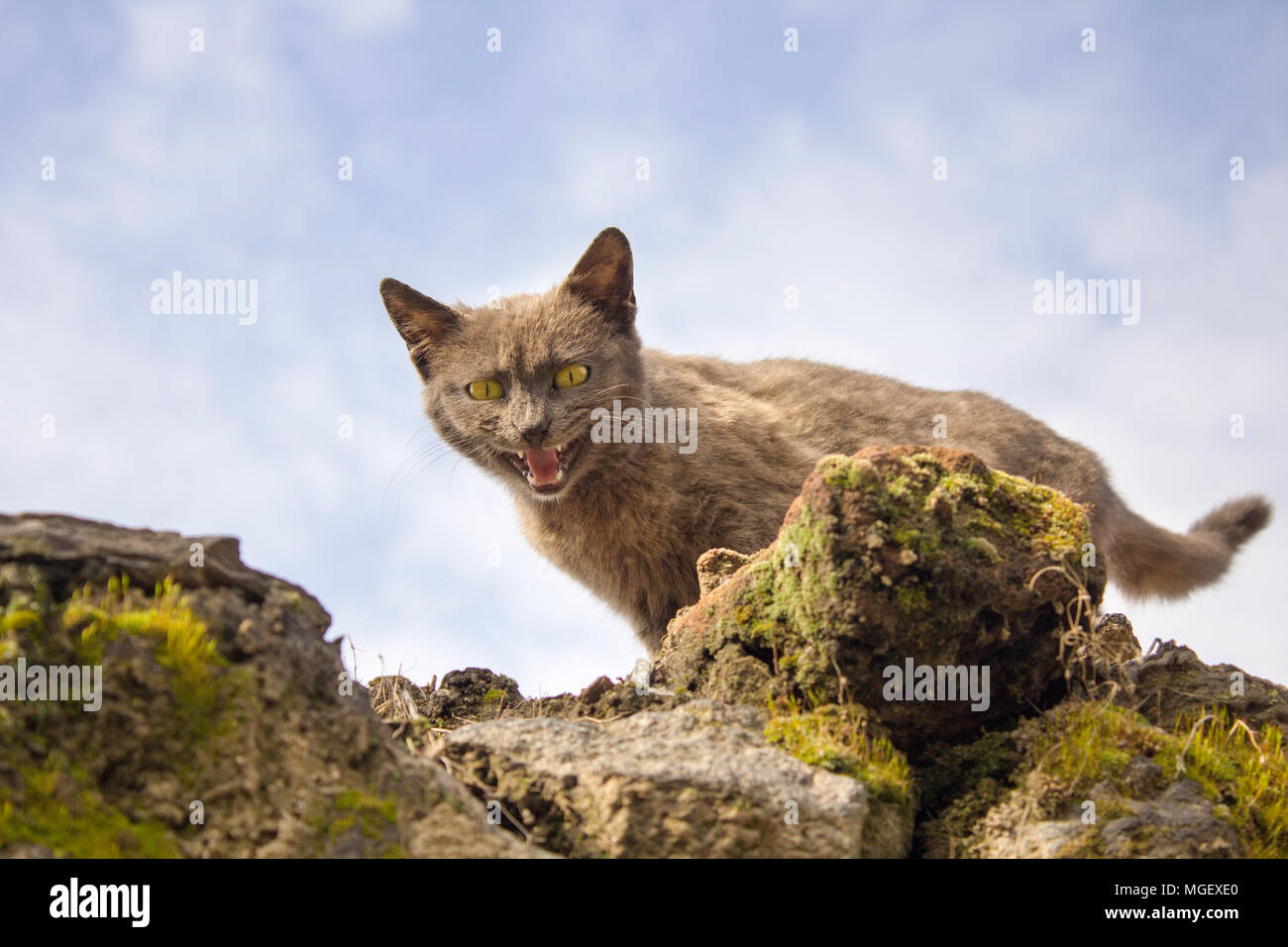Angry baby hi-res stock photography and images - Alamy
