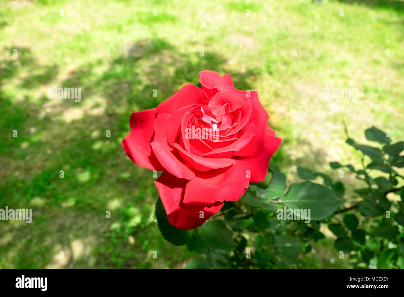 Big red rose hi-res stock photography and images - Alamy