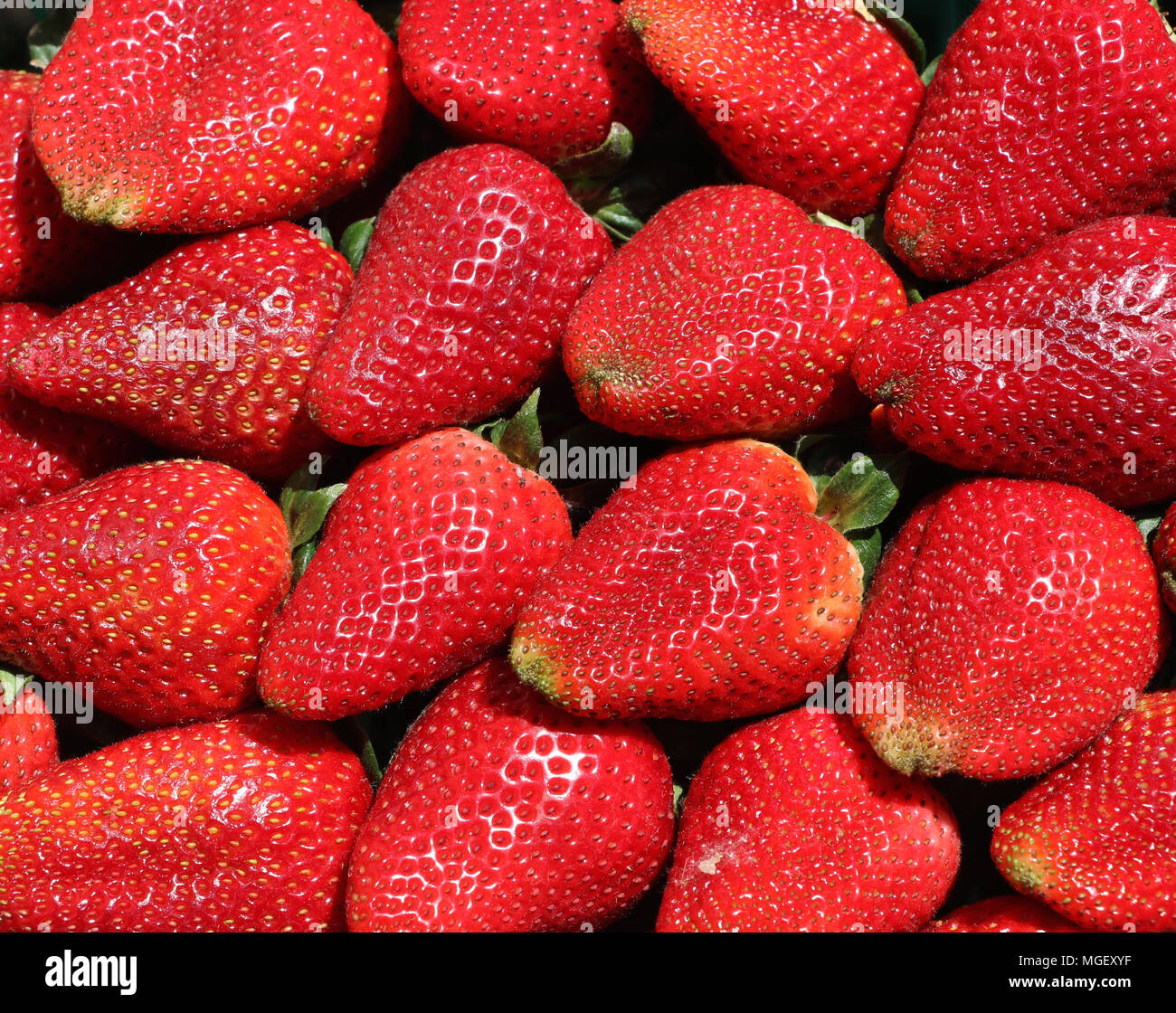 California strawberry agriculture hi-res stock photography and images ...
