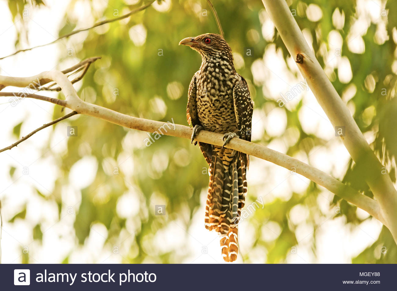 Koel Bird Stock Photos & Koel Bird Stock Images - Alamy