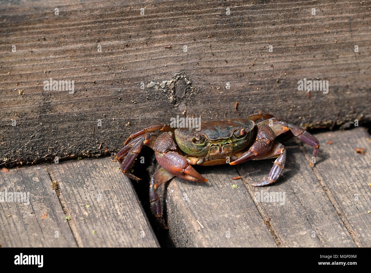 Crab claw wood hi-res stock photography and images - Alamy