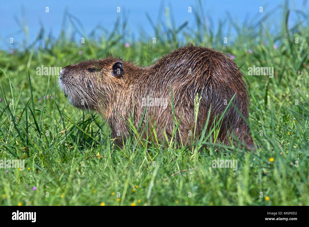 specimen of nutria or coypu, Myocastor coypus, family myocastoridae ...