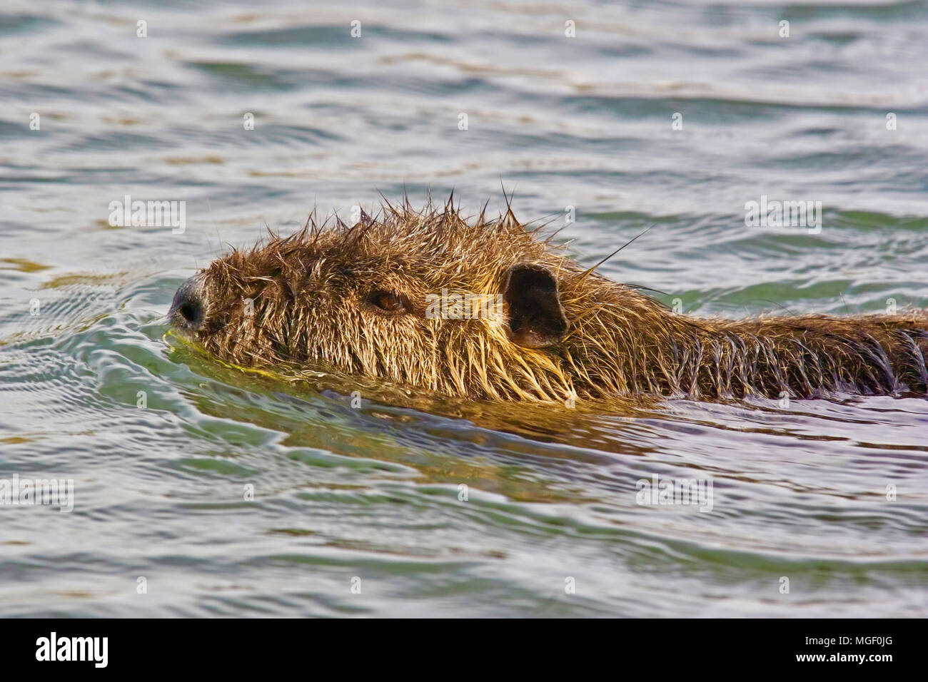 Myocastoridae hi-res stock photography and images - Alamy