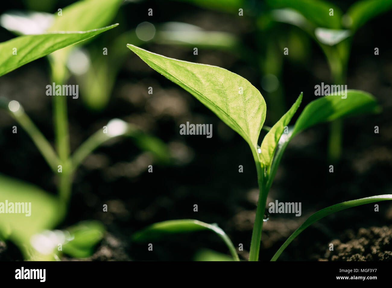 Green Sprout With Leaf, Leaves Growing. Spring Concept Of New Life ...