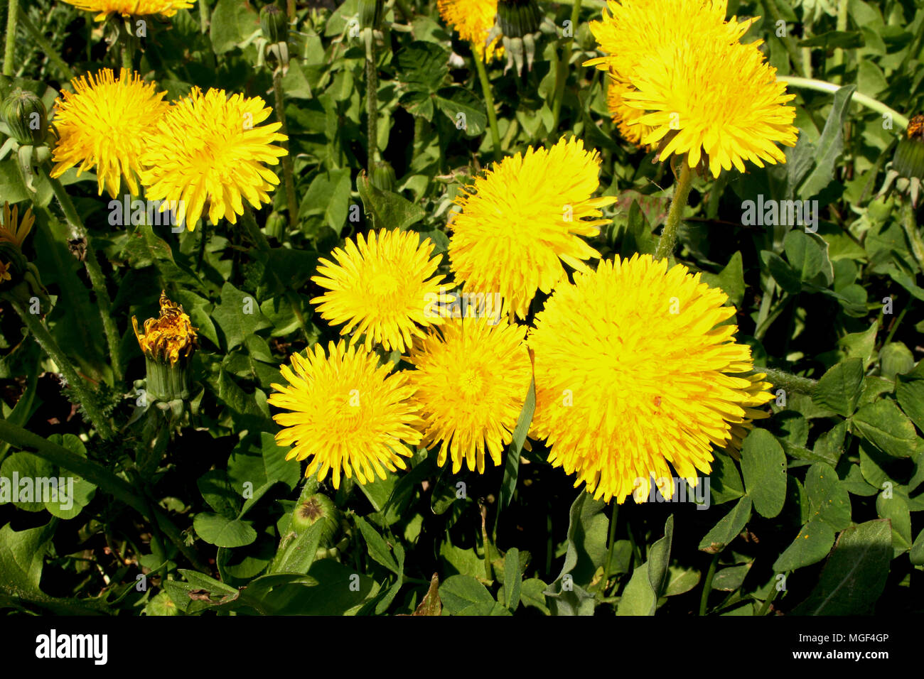 Bloomed Dandelion High Resolution Stock Photography and Images - Alamy
