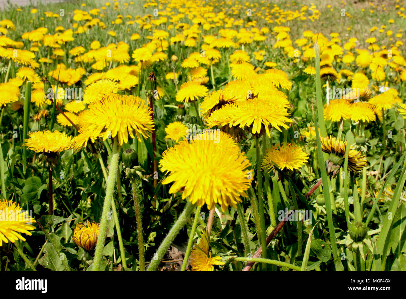 Bloomed dandelion hi-res stock photography and images - Alamy