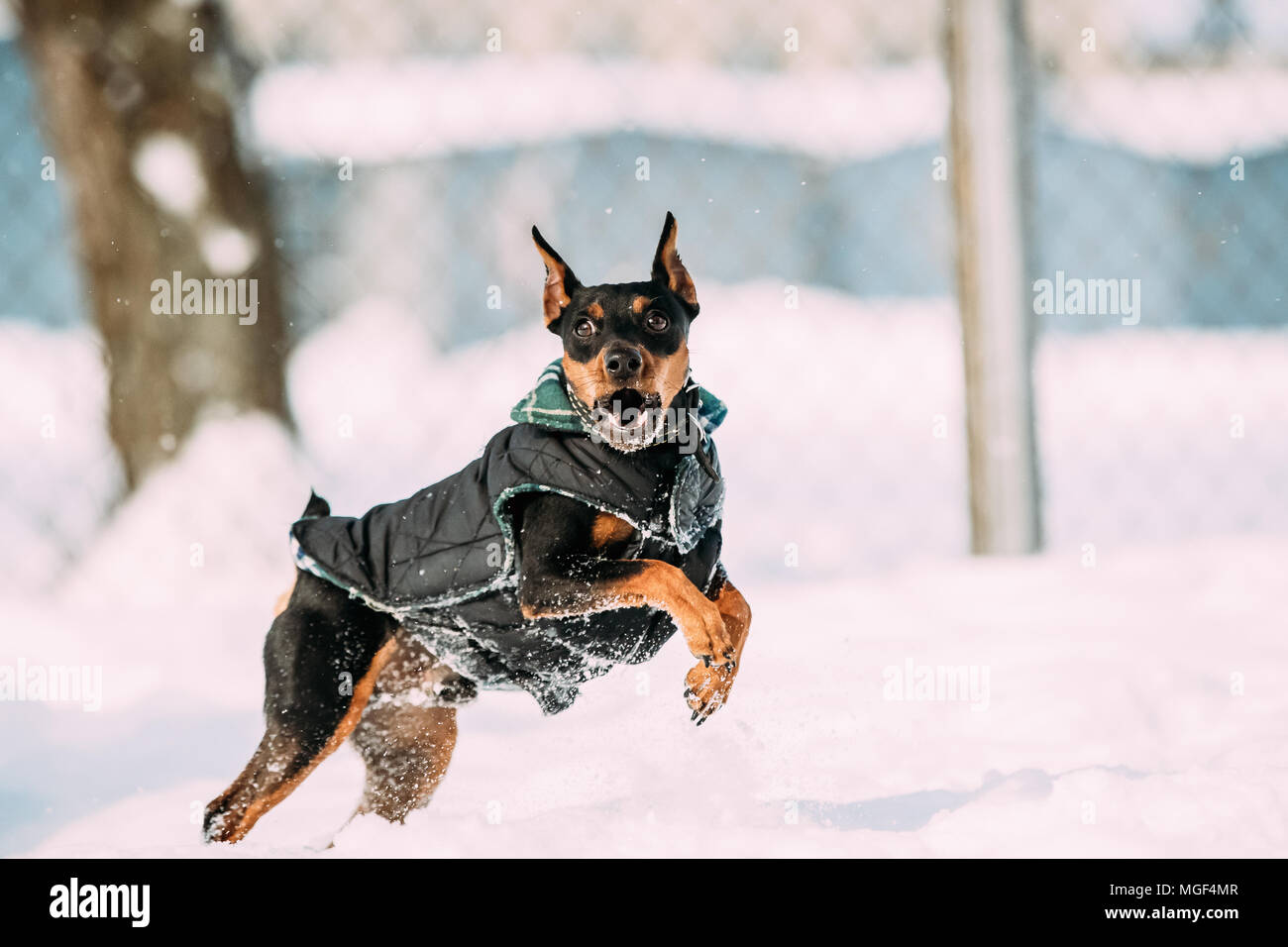Zwergpinscher miniature pinscher hi-res stock photography and images ...