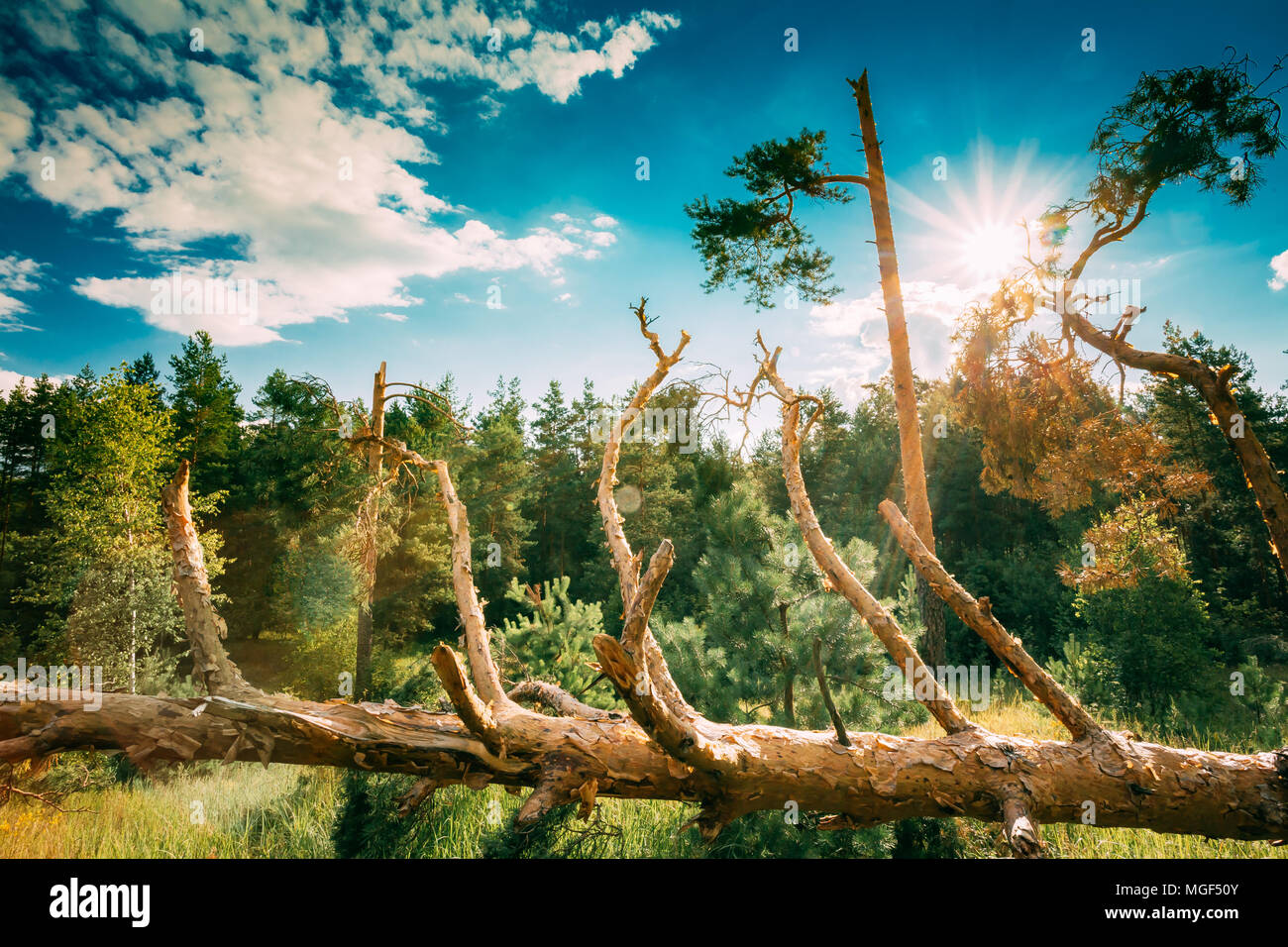 Old tornado damage hi-res stock photography and images - Alamy