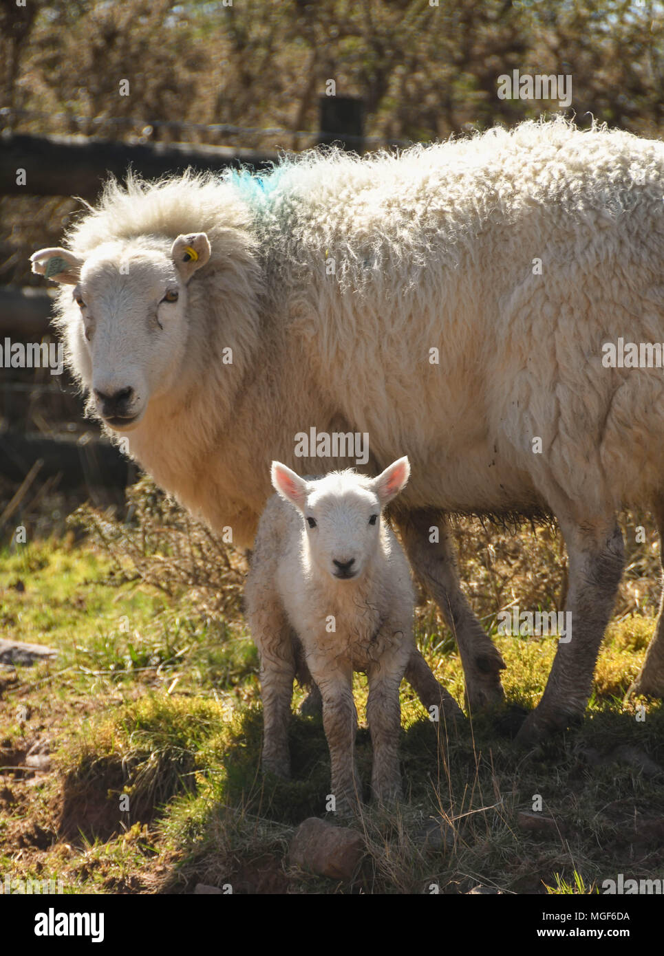 Lamb with its mother Stock Photo - Alamy
