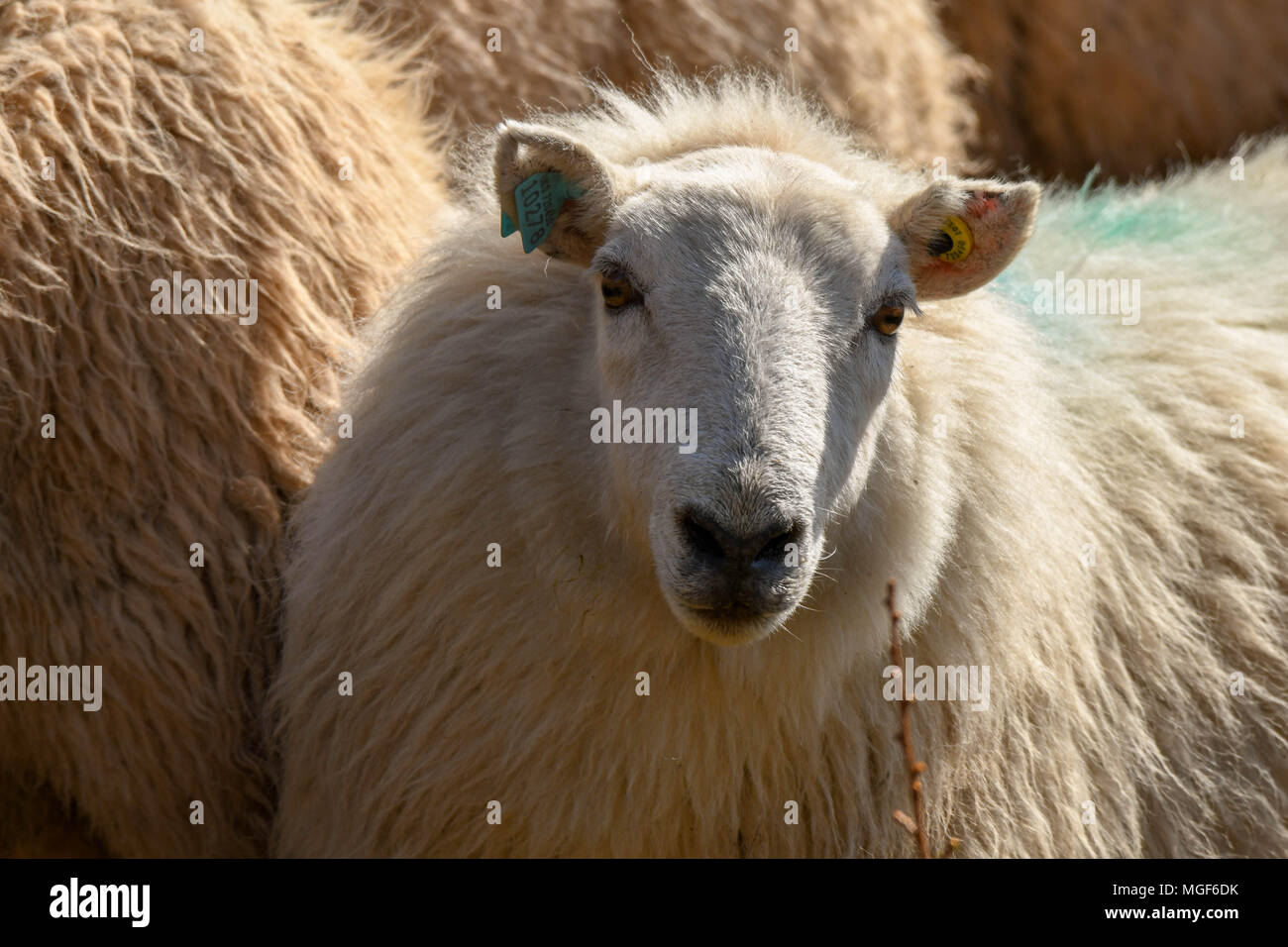 Close up view of the head of a ewe Stock Photo - Alamy