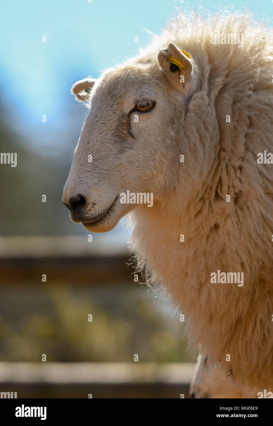 Close up view of the head of a ewe Stock Photo - Alamy