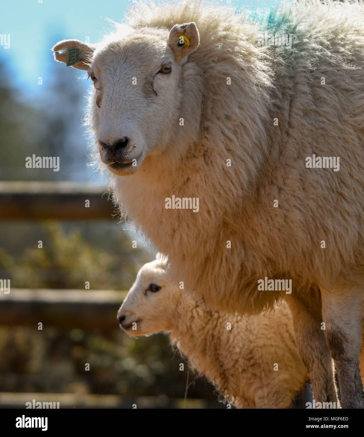 Ewe with its lamb in the background Stock Photo - Alamy