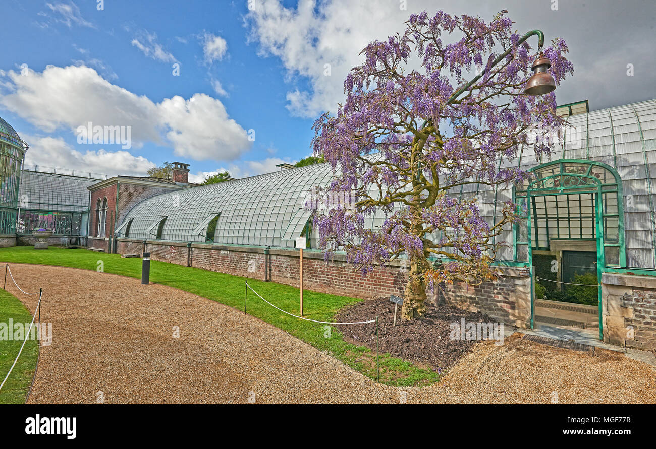 BRUSSELS, BELGIUM, APRIL 26, 2018: The Royal Greenhouses of Laeken. A ...