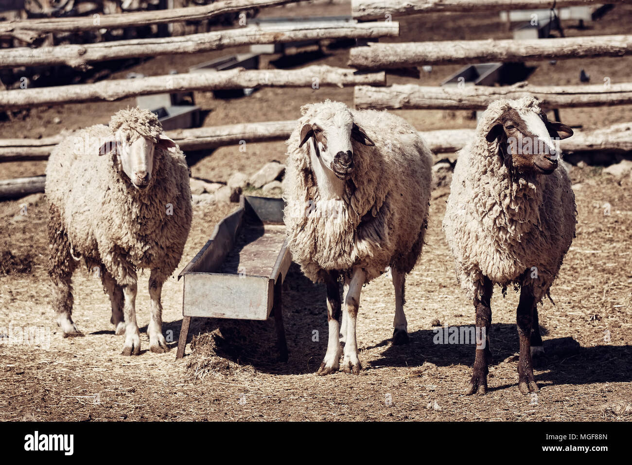 Three sheep near a feed box in a farm Stock Photo - Alamy