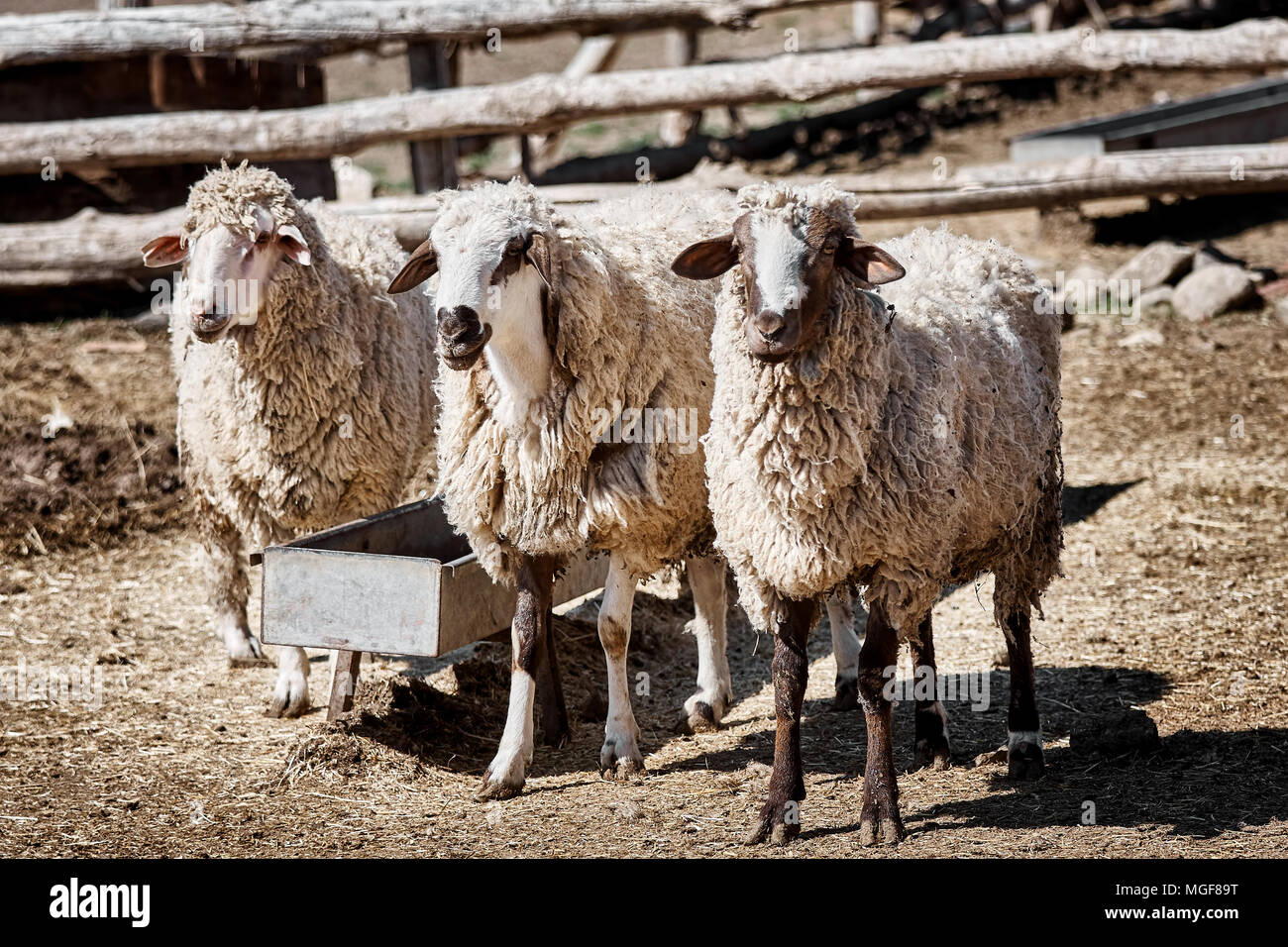 Flock box hi-res stock photography and images - Alamy