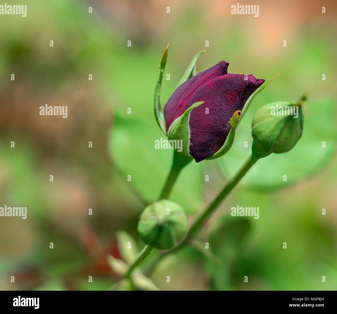 Halfeti rose hi-res stock photography and images - Alamy