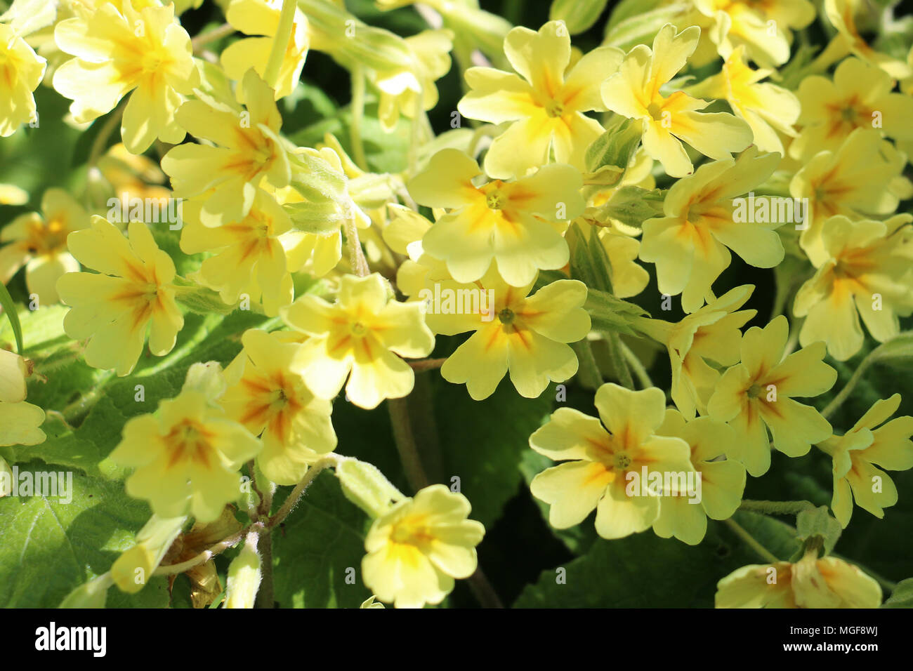 Bright yellow primrose flowers, Primula vulgaris, blooming in the ...