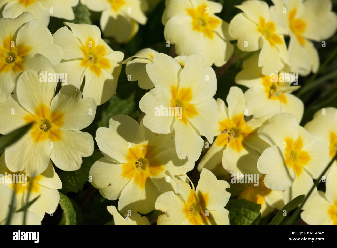Cluster of yellow primrose flowers, Primula vulgaris, blooming in the ...