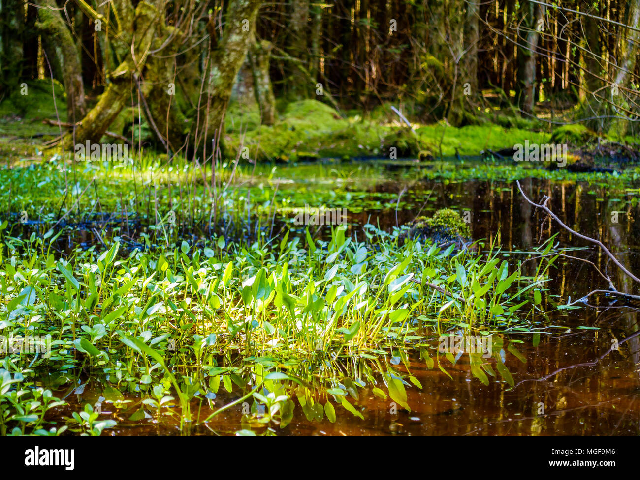 Sunlit vegetation hi-res stock photography and images - Alamy