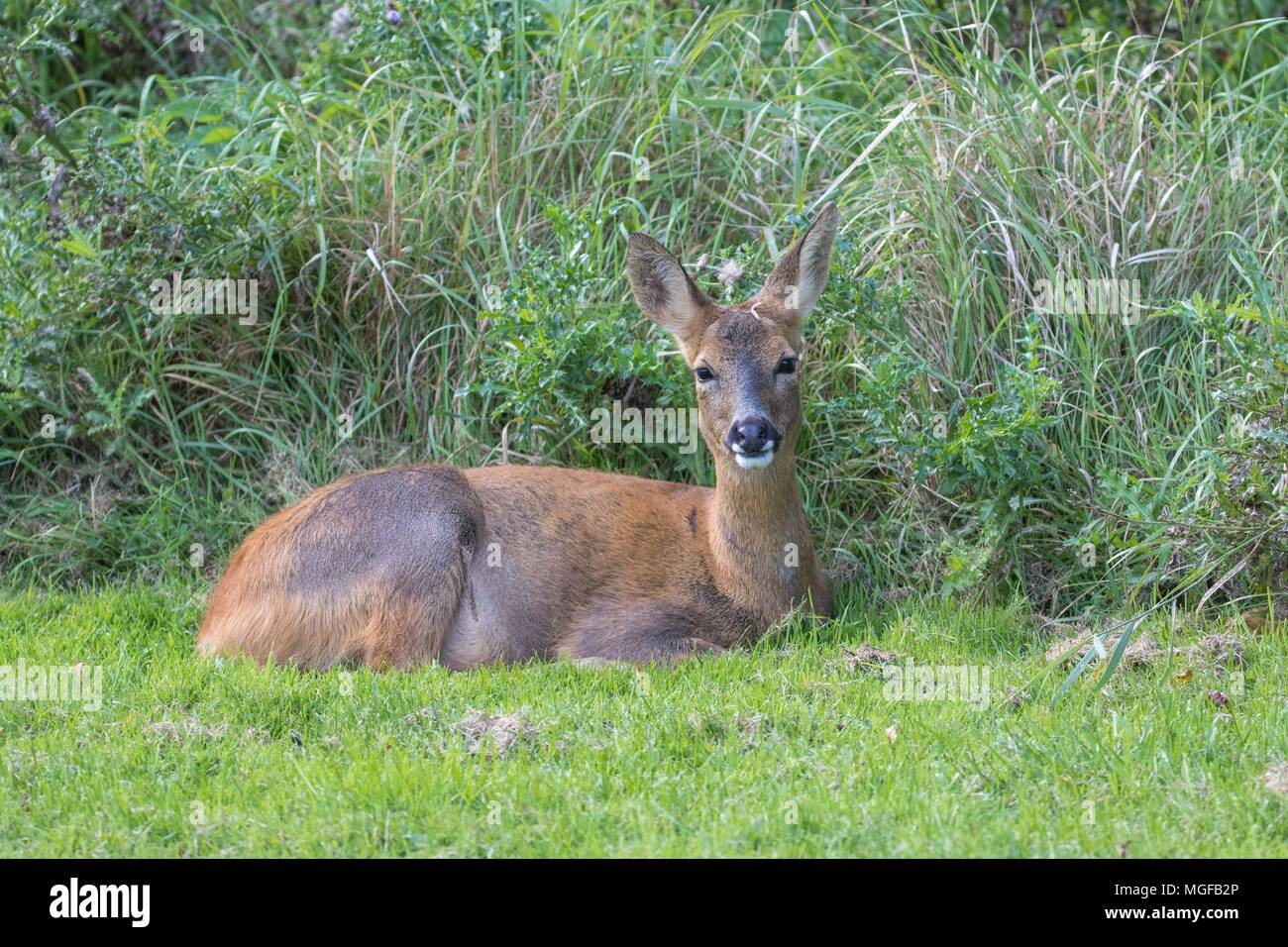 Female roe deer uk running hi-res stock photography and images - Alamy